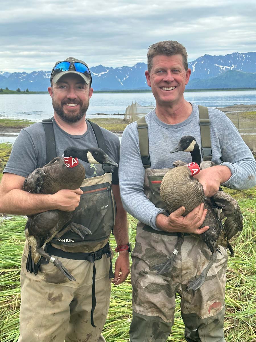 DU joins banding crew in Alaska to better understand dusky Canada geese | Ducks Unlimited